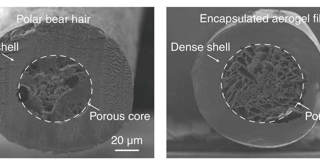 Polar bear-inspired material could be the future of insulating textiles ...