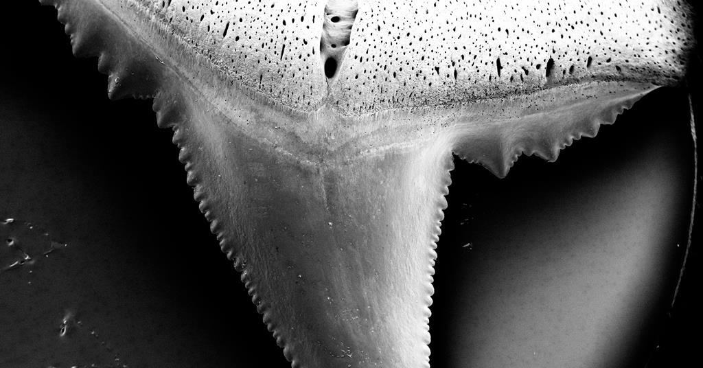 atlantic blacktip shark teeth