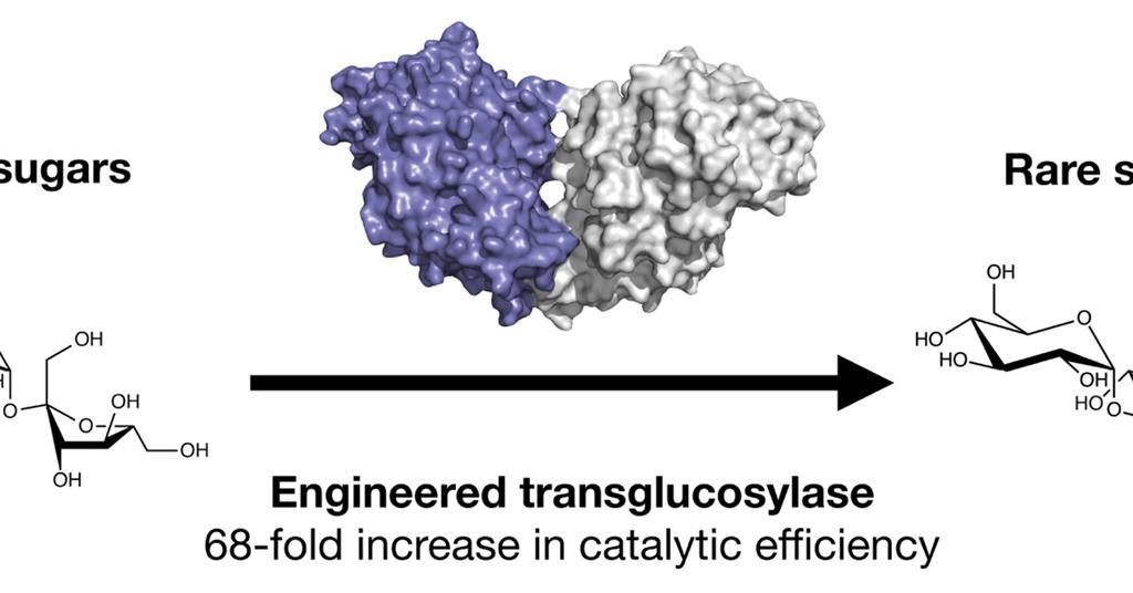 Enzyme redesign magnifies rare sugar synthesis | Research | Chemistry World