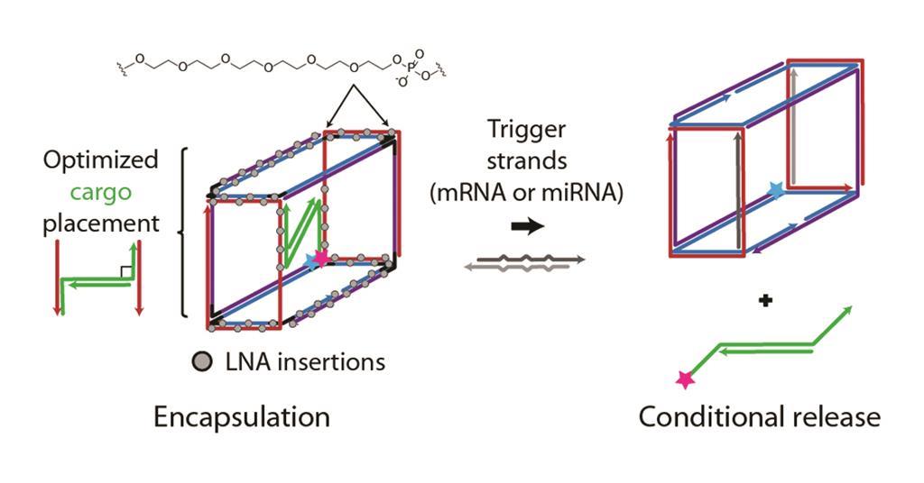 DNA suitcases packed with gene therapy cargo | Research | Chemistry World