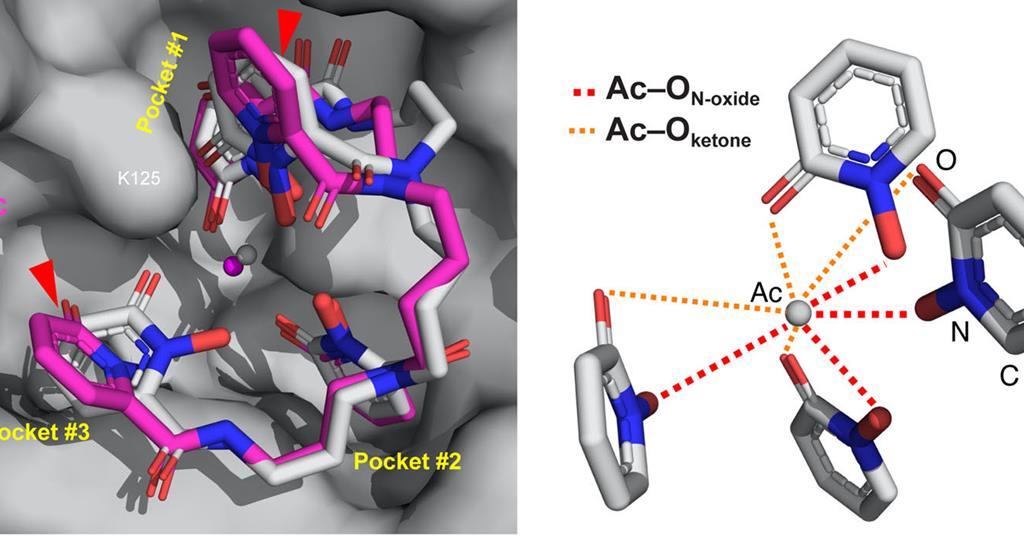 First single crystal structure of actinium shows unexpected ...