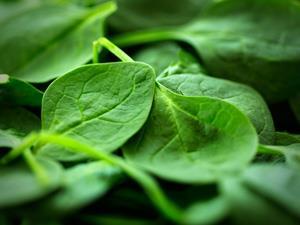 Spinach chlorophyll activates polymer production line | Research ...