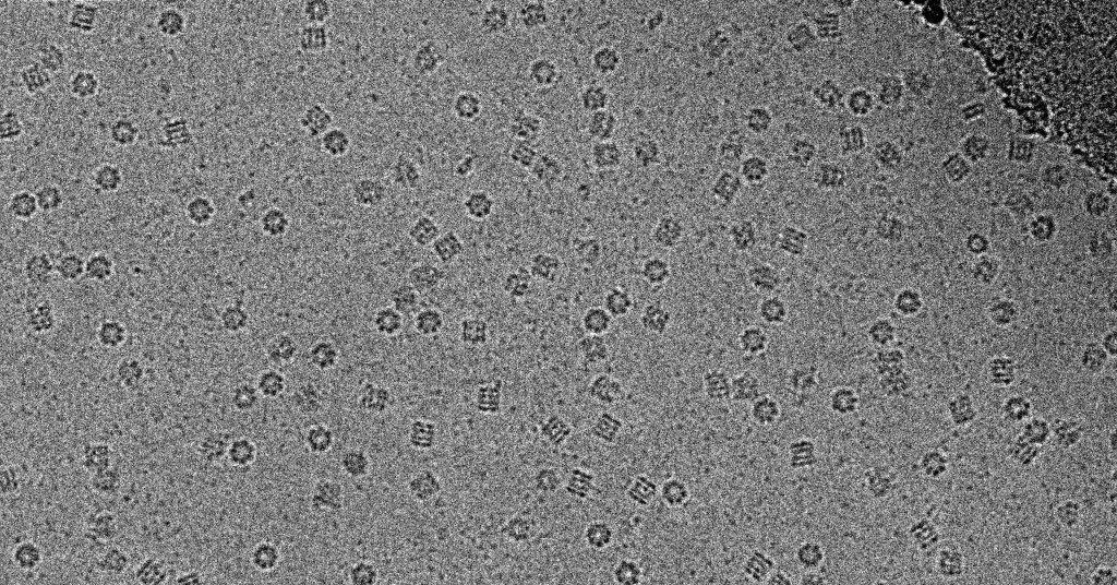 Cryo-EM: a cold, hard look at biology | Feature | Chemistry World