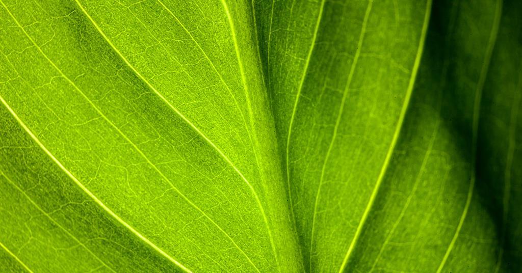 Chlorophyll | Podcast | Chemistry World