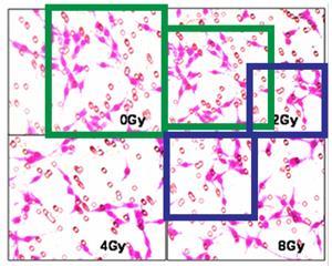 Image manipulation in biomedical papers is commonplace | News ...