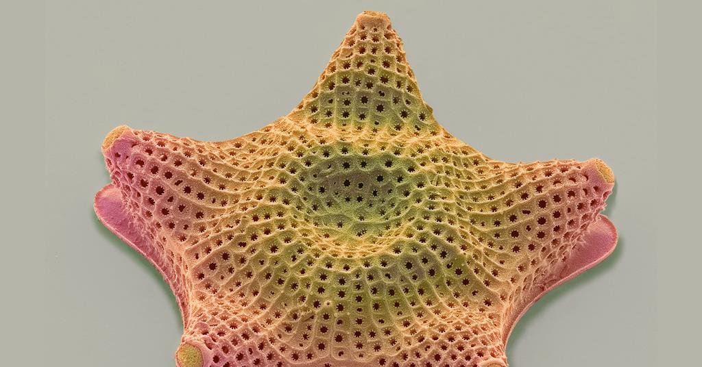 Proteins behind diatoms’ intricate nanoscale-patterned shells revealed ...