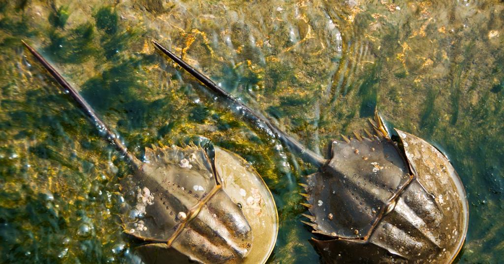 Limulus Amebocyte Lysate | Podcast | Chemistry World