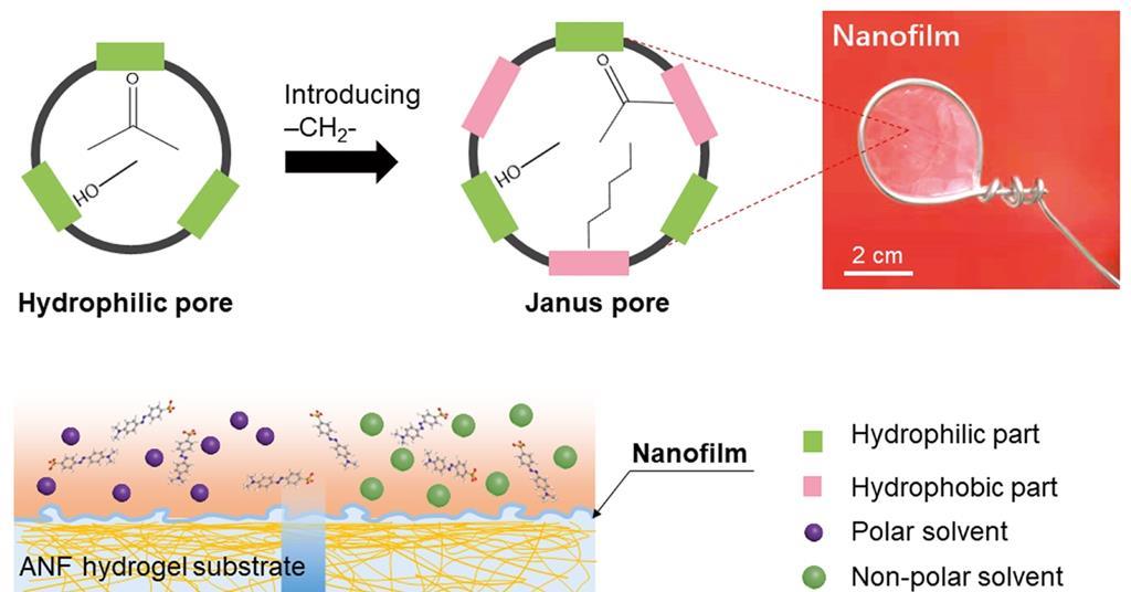 Organic Solvent Effect On Cell Membrane at Evelyn Mcelroy blog