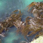 Waste seaweed mops up heavy metals | News | Chemistry World