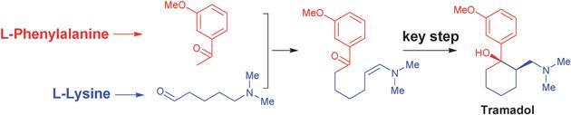 How could a tree make tramadol? | Research | Chemistry World