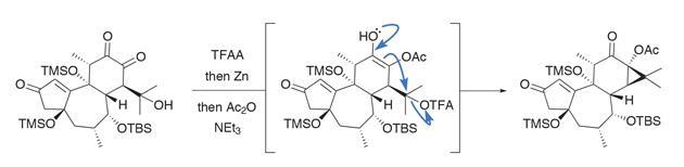 Phorbol | Opinion | Chemistry World