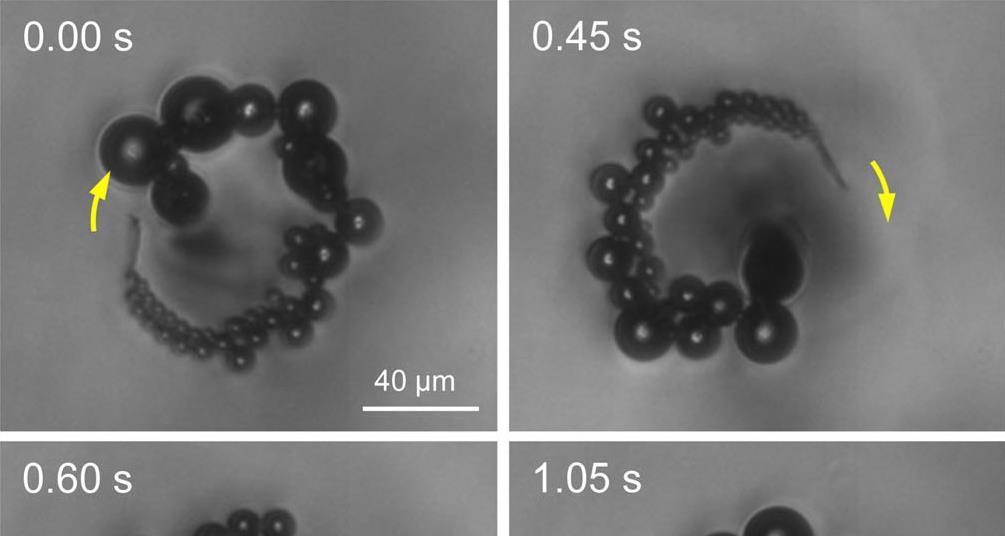 Micro-macaroni mops up bacteria | Research | Chemistry World