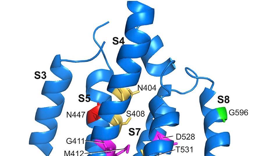 Sound-sensing protein finally found after 35-year hunt | Research ...