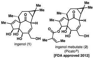 Total synthesis outshines biotech route to anticancer drug | Research ...