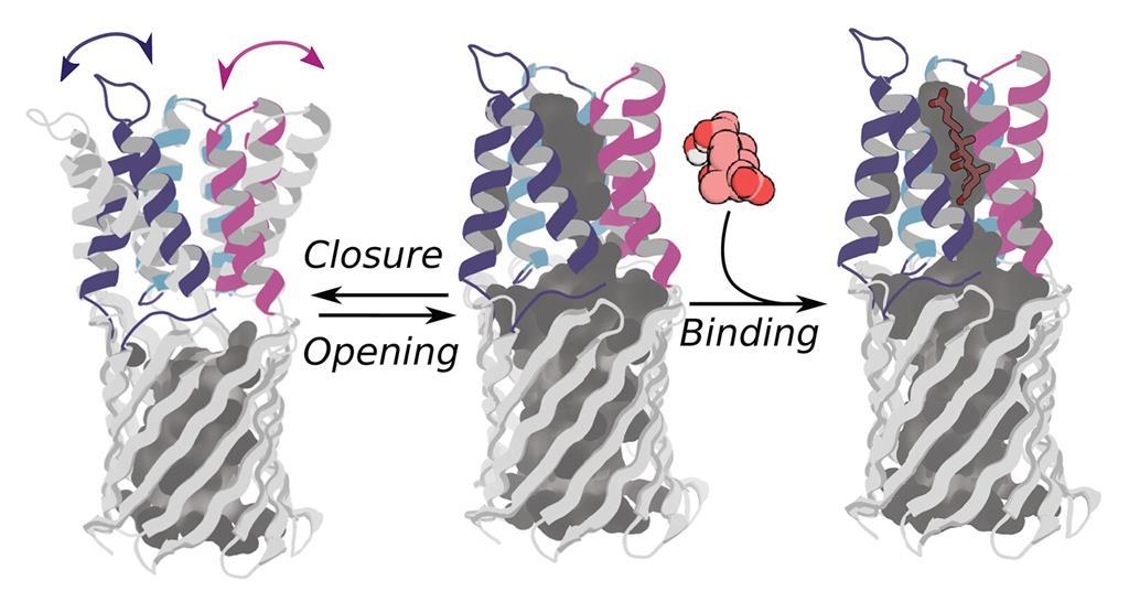 Nanopore proteins designed from scratch and turned into biosensors ...