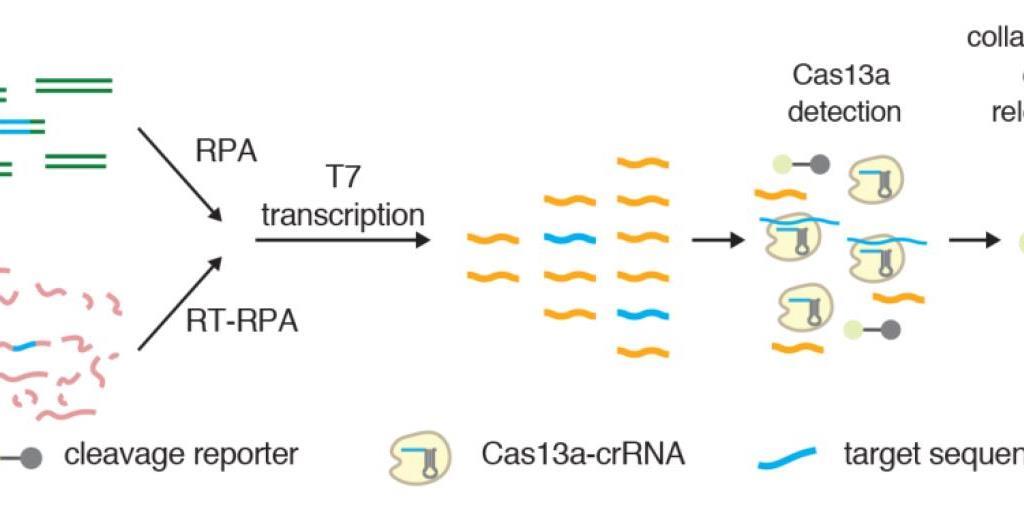 Crispr Enables Rapid Disease Detection Research Chemistry World