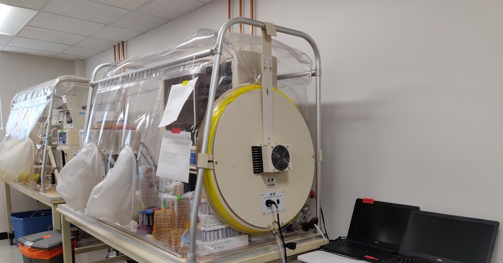 Switching to sulfur stops deadly bacteria growth | Research | Chemistry ...