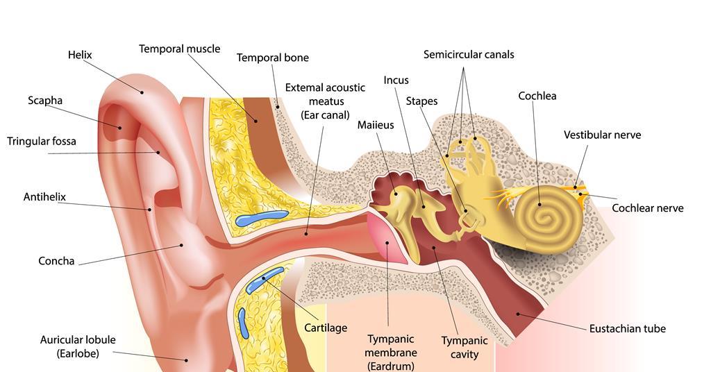 3D printer churns out bionic ear | Research | Chemistry World