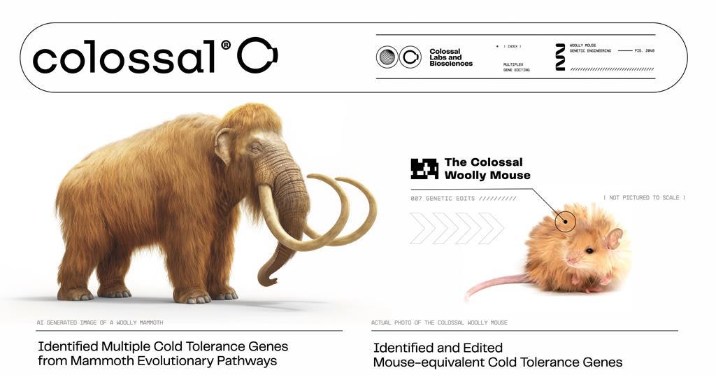 Could ‘woolly’ mice put mammoths on the path to de-extinction ...