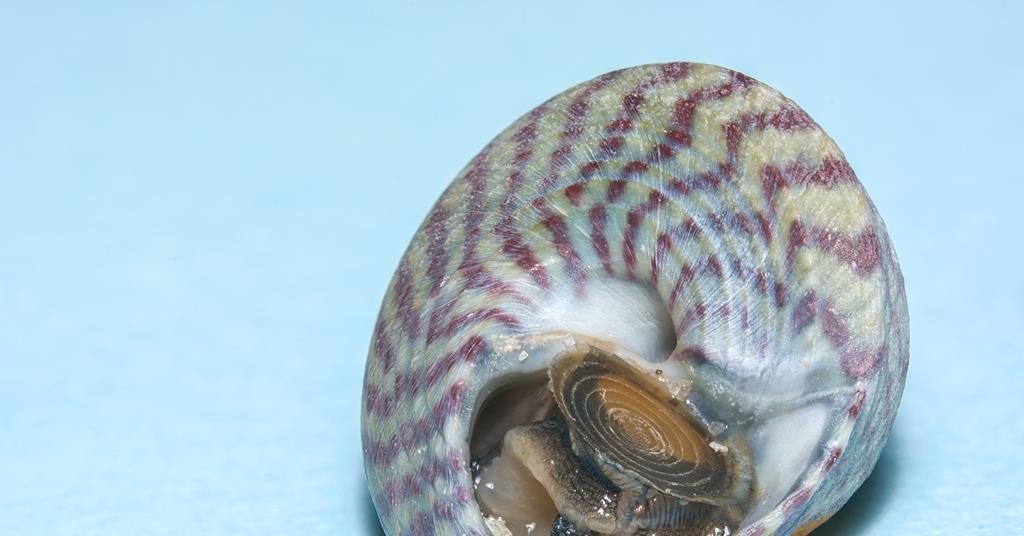 Unlocking geological time capsules with analytical chemistry | Research ...