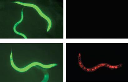 Worms modified to express unnatural amino acids | News | Chemistry World