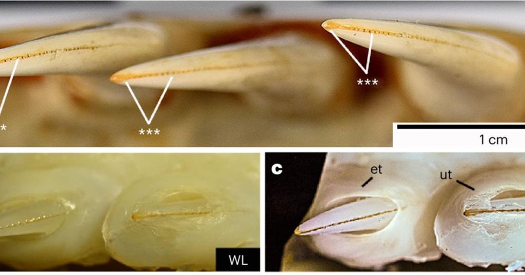 Komodo Dragon Tooth