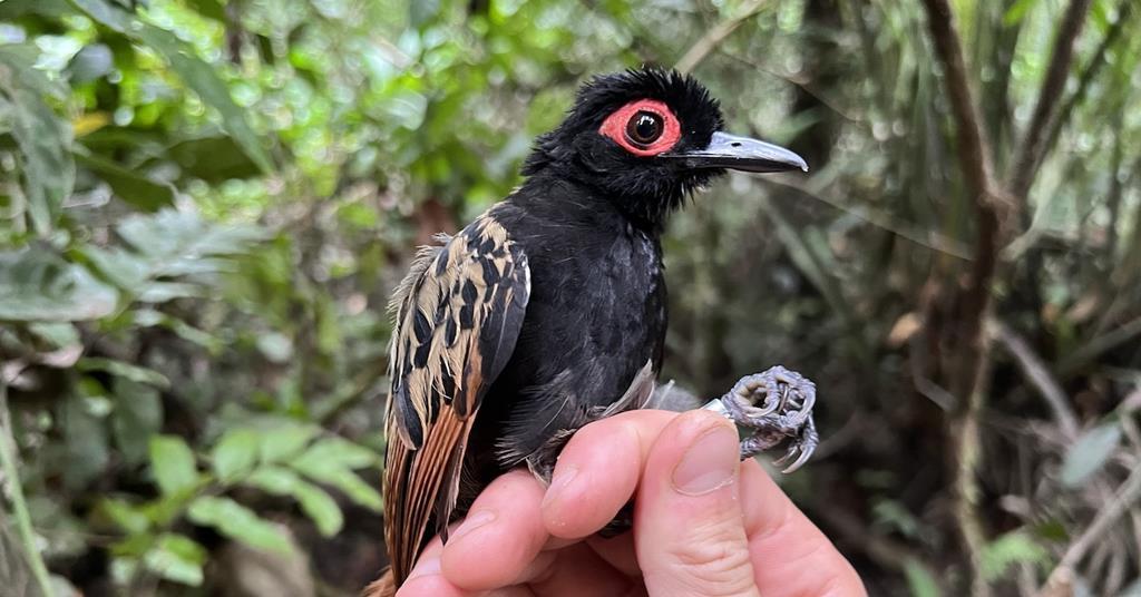 High mercury levels in tropical birds in Americas blamed on gold mining ...