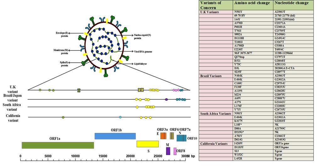 Understanding emergence of SARS-CoV-2 viral variants from a genomic ...