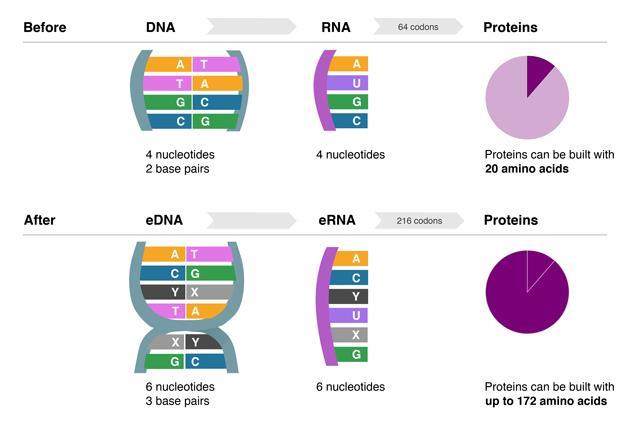 Bacterium survives unnatural DNA transplant | Research | Chemistry World