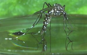 Yellow fever mosquito takes chemical cues from bacteria | News ...