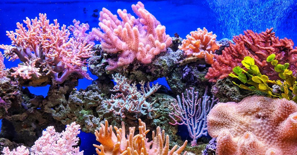 Warming seas impact cell structures that deliver oxygen to coral ...