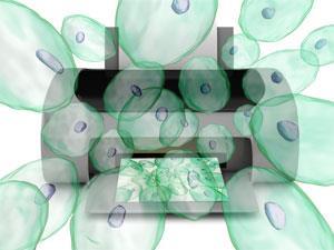 Ink containing living cells to print tissue | Research | Chemistry World