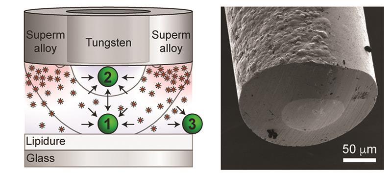 Microscopy reveals secret of beryl’s iron heart | Research | Chemistry ...