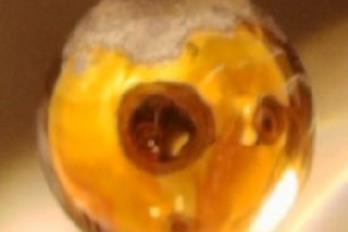 First fleeting glimpse of metallic water | Research | Chemistry World