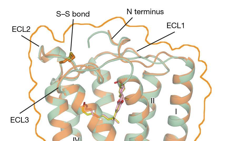 Active-state crystal structures of cannabinoid receptor CB1 reveal how ...