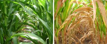Calming heat-stressed crops | News | Chemistry World