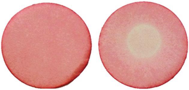 Discoloured detection of sarin | Research | Chemistry World