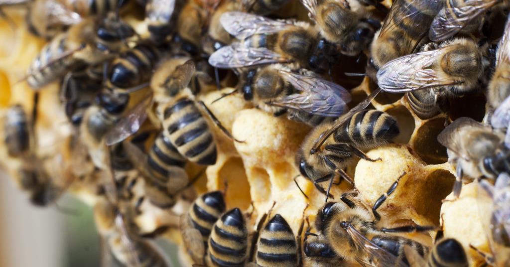 Summer bees vulnerable to nanoparticles in fuel additives | Research ...