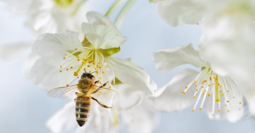 Summer bees vulnerable to nanoparticles in fuel additives | Research ...