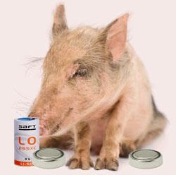 Pig power for batteries | News | Chemistry World