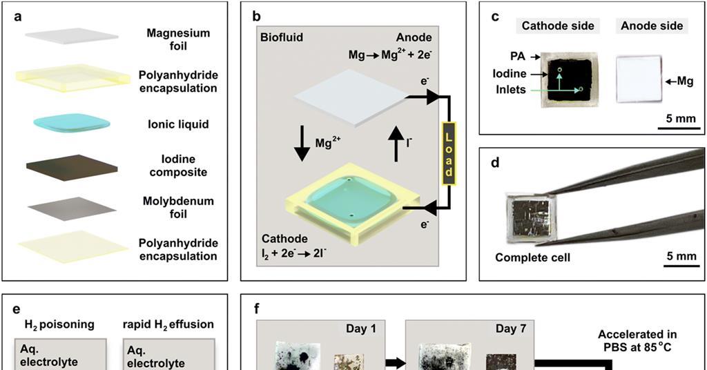 Split-cell design behind batteries that degrade and get absorbed by ...