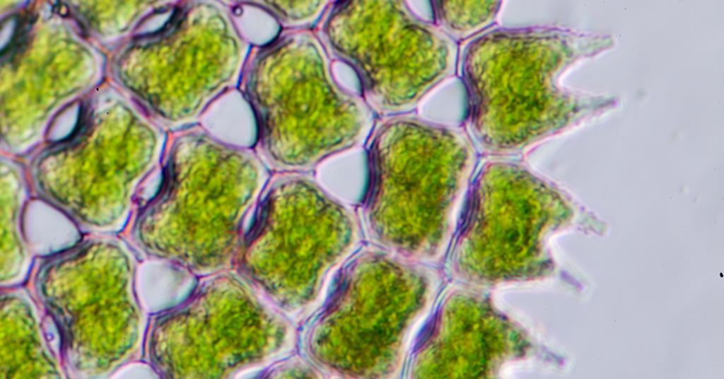 Uk37 | Podcast | Chemistry World