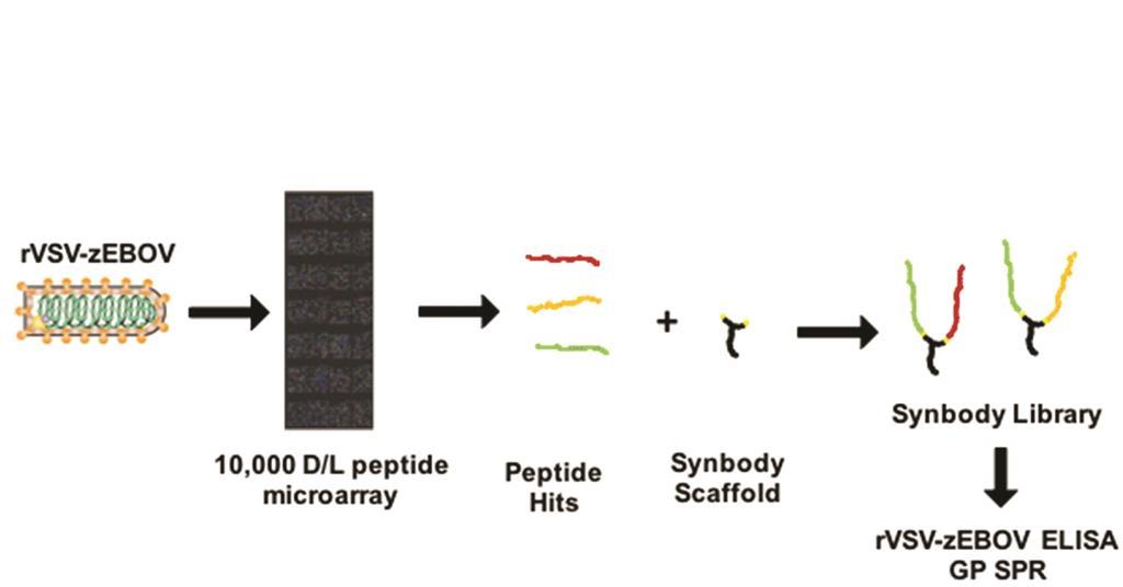 Natural and unnatural peptides team up to target Ebola | Research ...