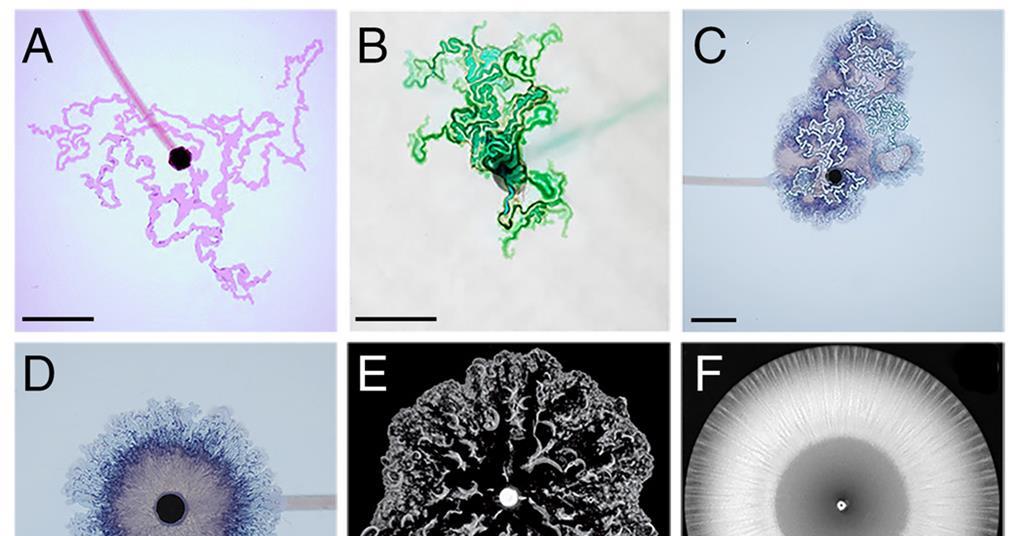 Model solves mystery of unique chemical garden growth | Research ...