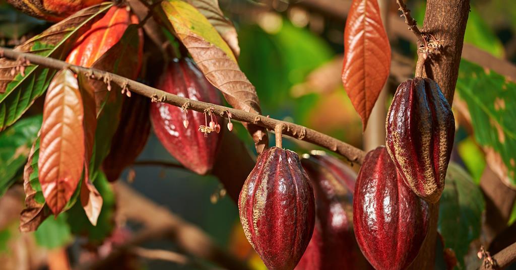 Theobromine | Podcast | Chemistry World