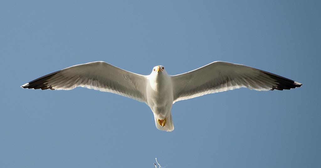 Bird droppings help to cool Arctic | Research | Chemistry World