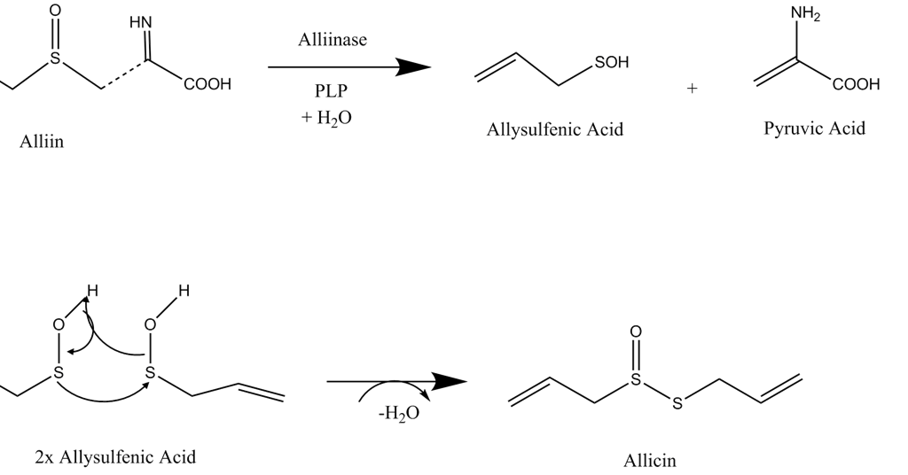 Allicin | Podcast | Chemistry World