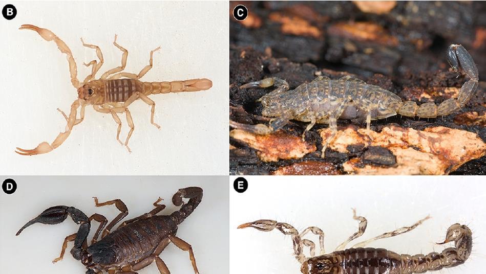 Venom peptides reveal secrets of scorpion evolution | Research ...