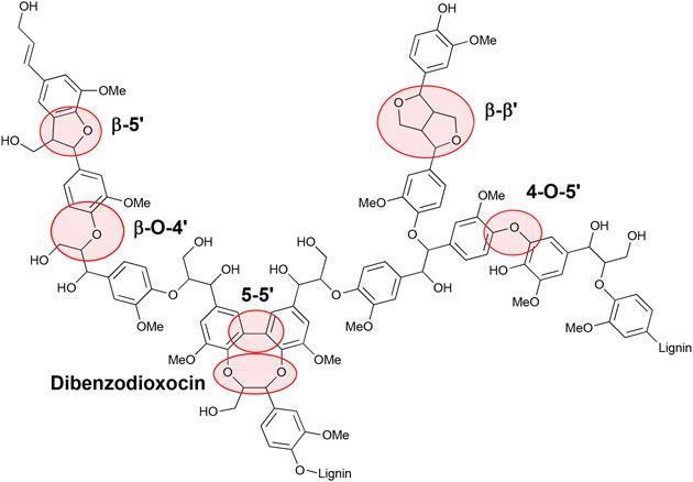 Lignin Structure