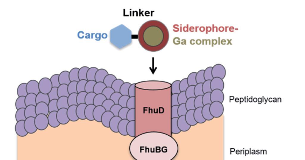 Gallium helps sneak antibiotic payload into bacterial cells | Research ...